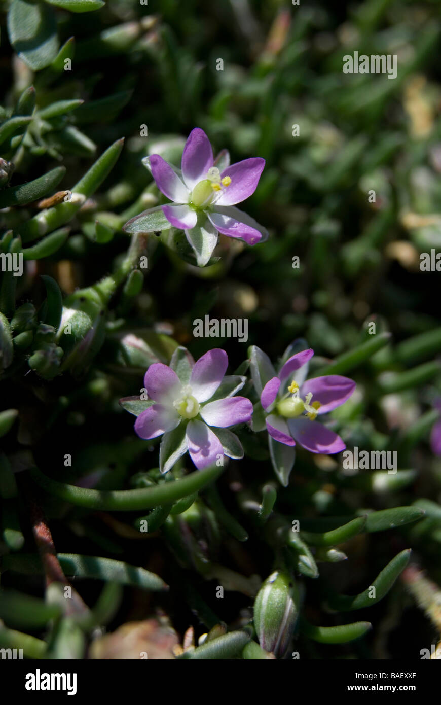 LESSER SEA-SPURREY SPERGULARIA MARINA Stock Photo - Alamy