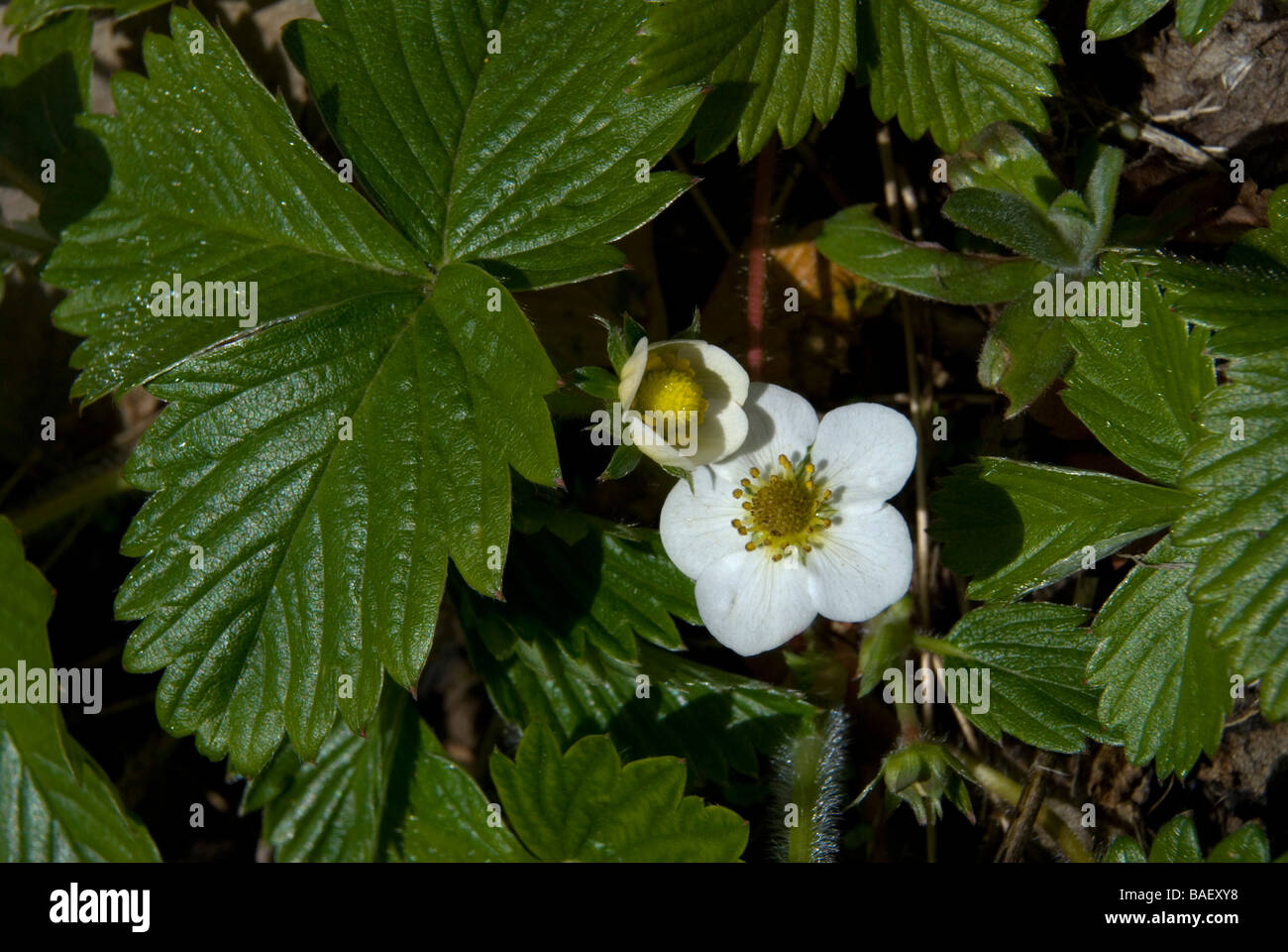 Fragaria vesca, wild strawberry Stock Photo - Alamy