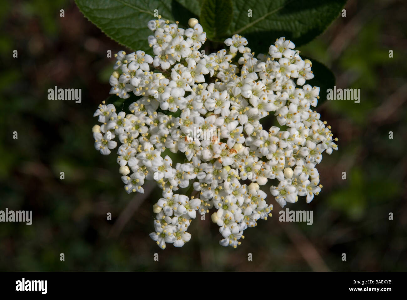 VIBURNUM LANTANA, WAYFARING TREE Stock Photo - Alamy