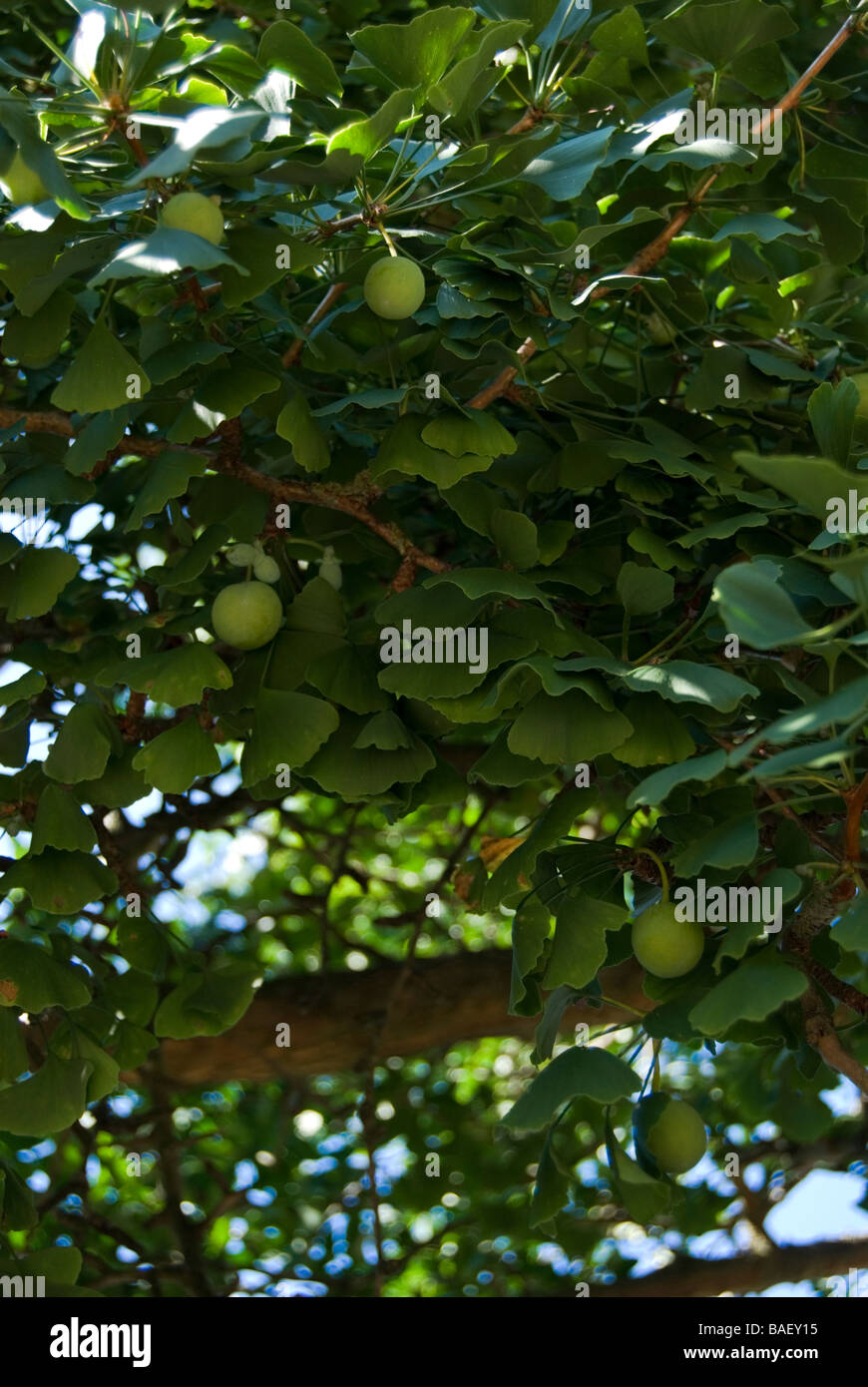Ginko biloba fruit Stock Photo - Alamy
