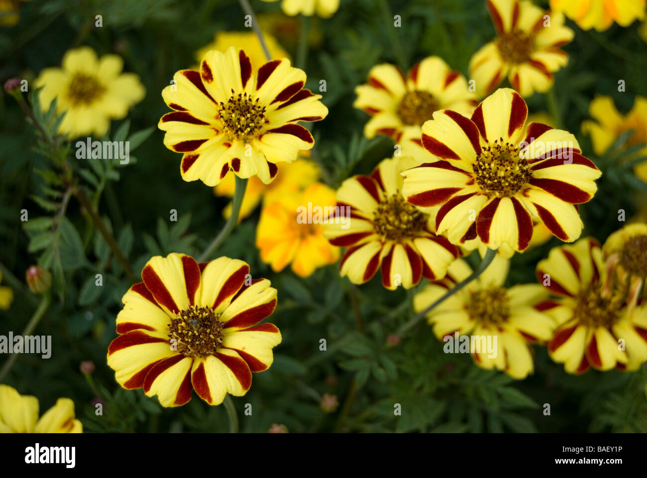 Tagetes patula hi-res stock photography and images - Alamy