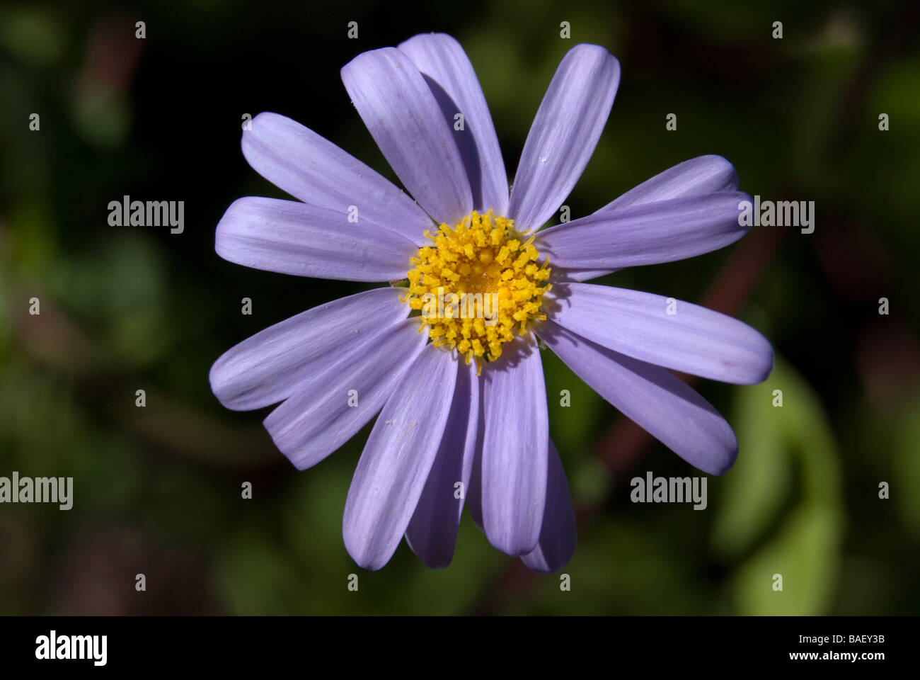 Felicia amelloides hi-res stock photography and images - Alamy