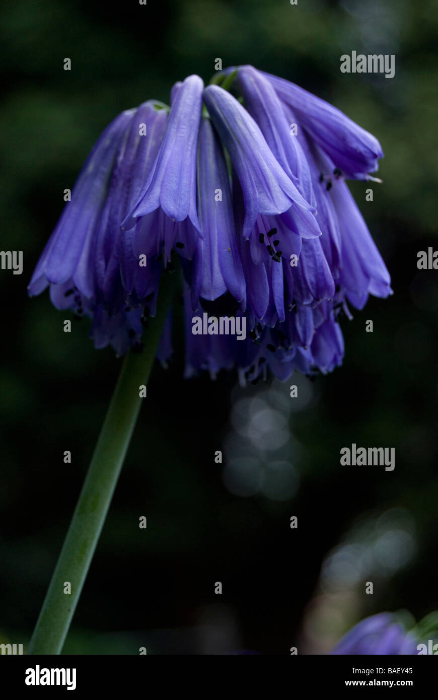 Agapanthus inapertus 'Hollandii' Stock Photo - Alamy