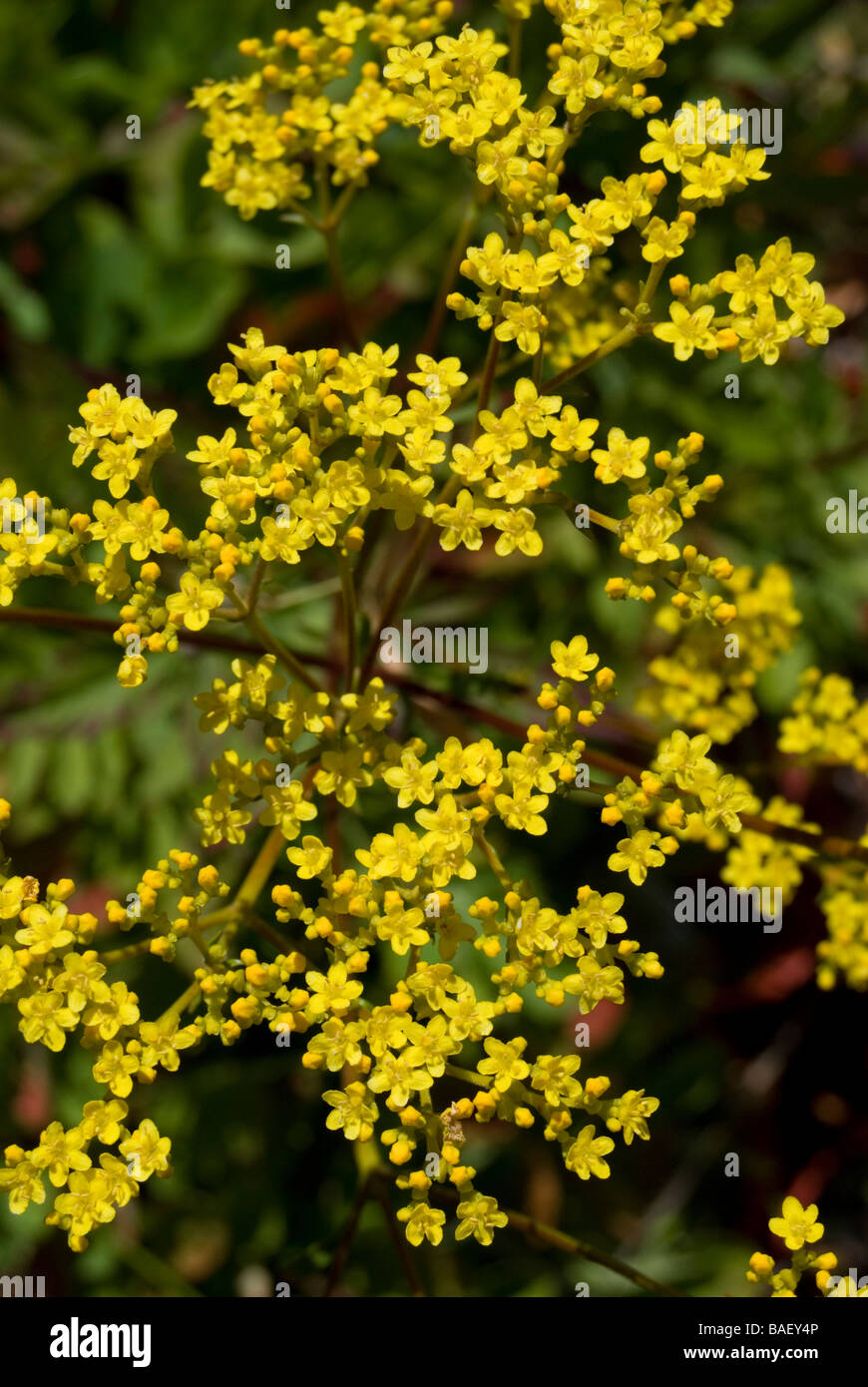 Patrinia hi-res stock photography and images - Alamy