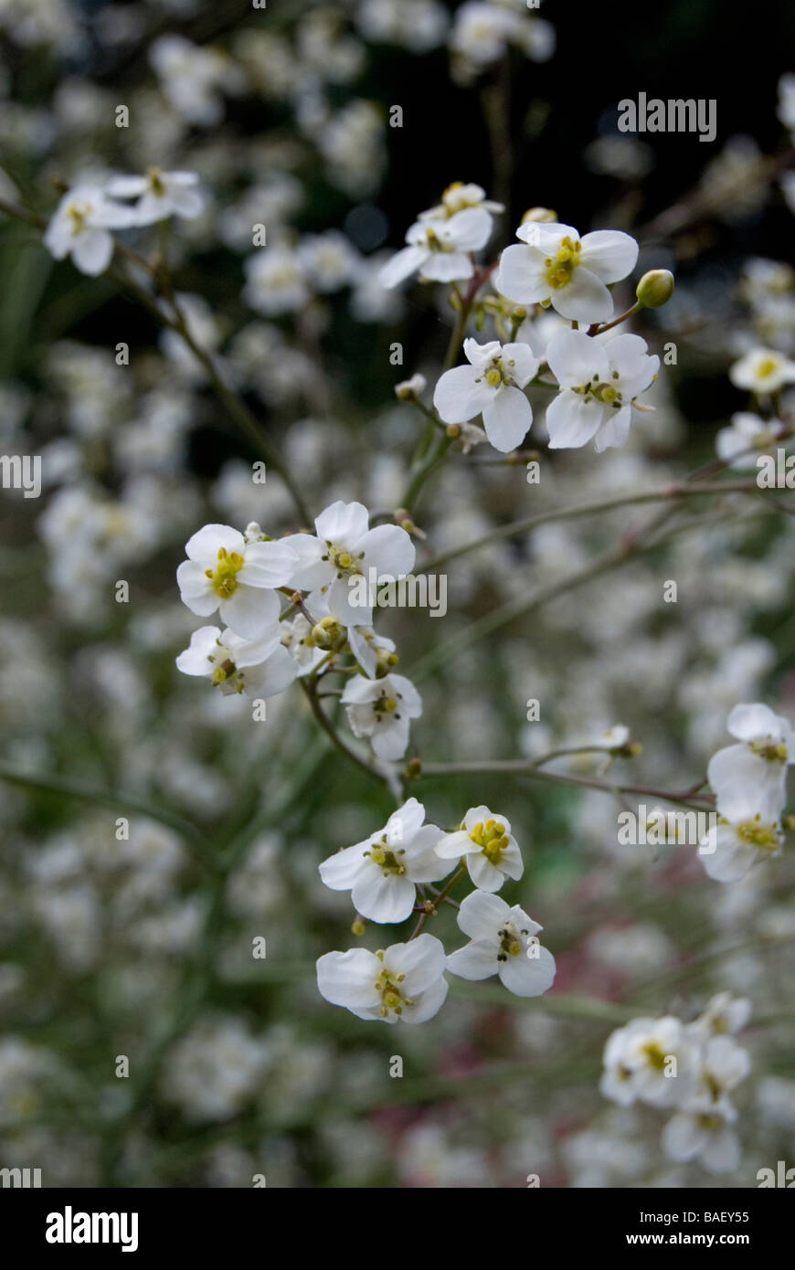Crambe cordifolia hi-res stock photography and images - Alamy