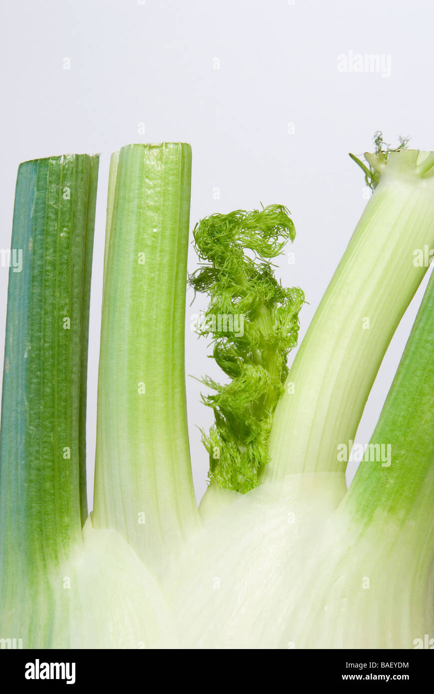 Close Up of Fennel Stock Photo - Alamy