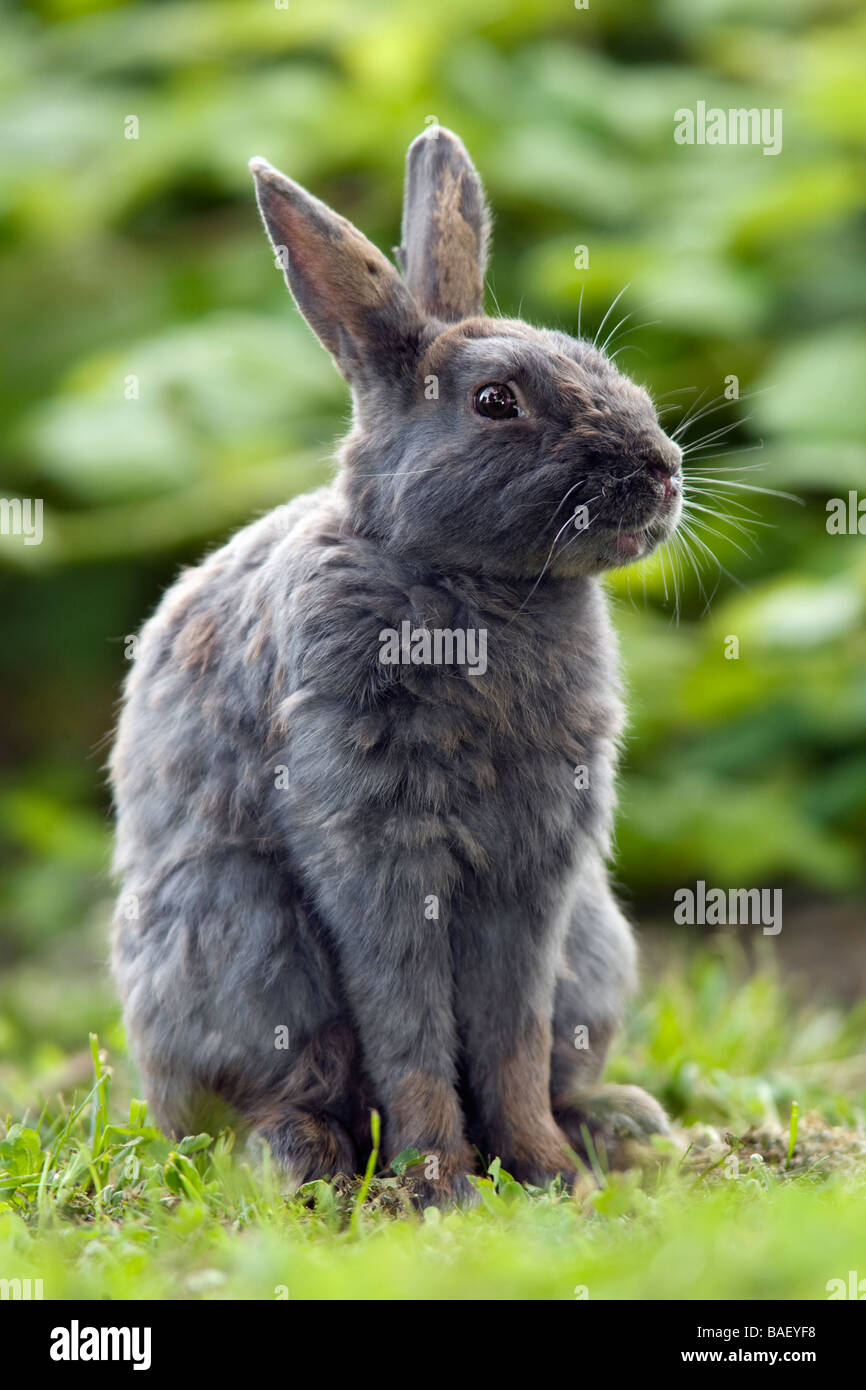 Bunny Rabbit posing with ears up - Vanier Park - Vancouver, British ...