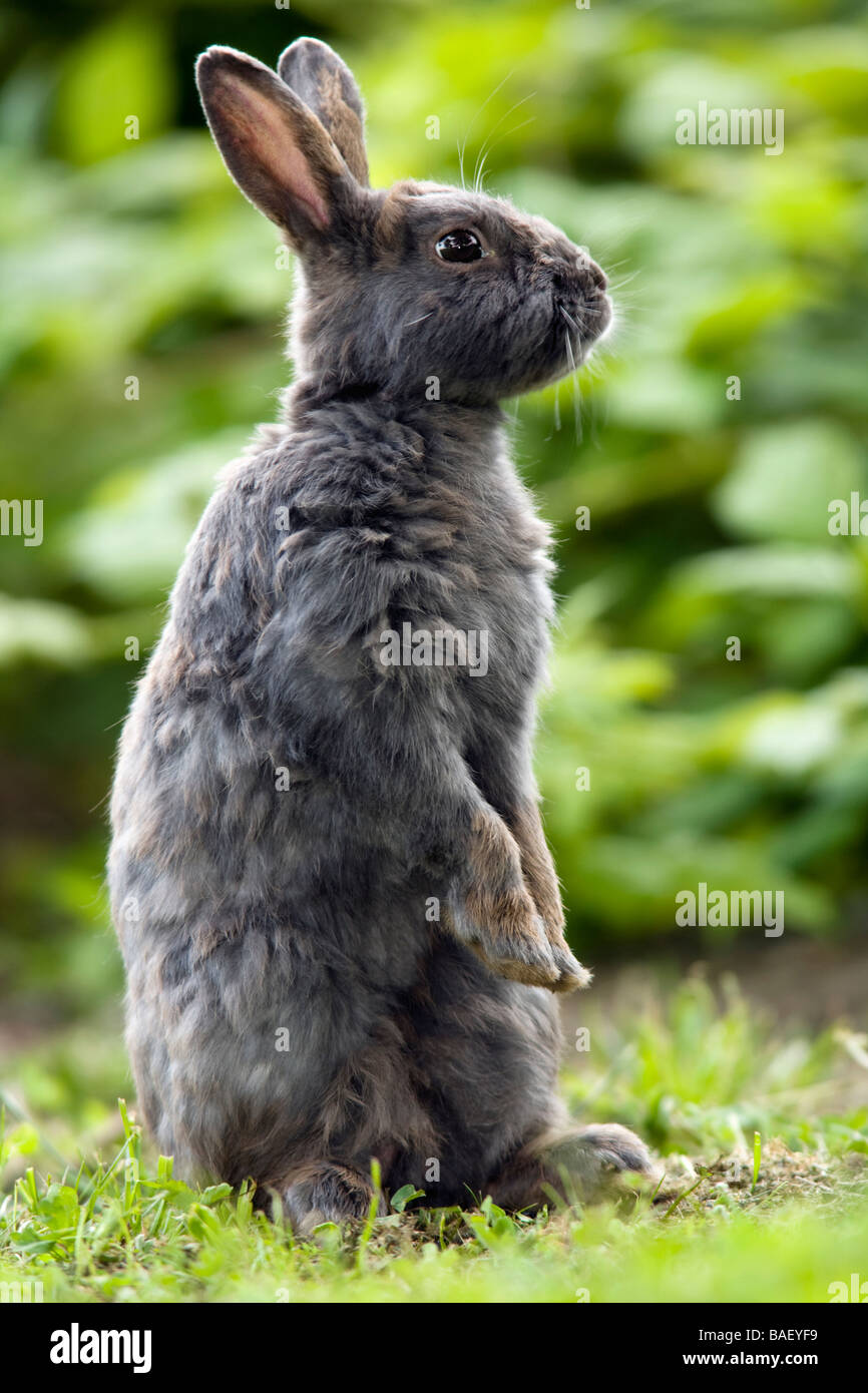 Bunny Rabbit Standing - Vanier Park - Vancouver, British Columbia ...