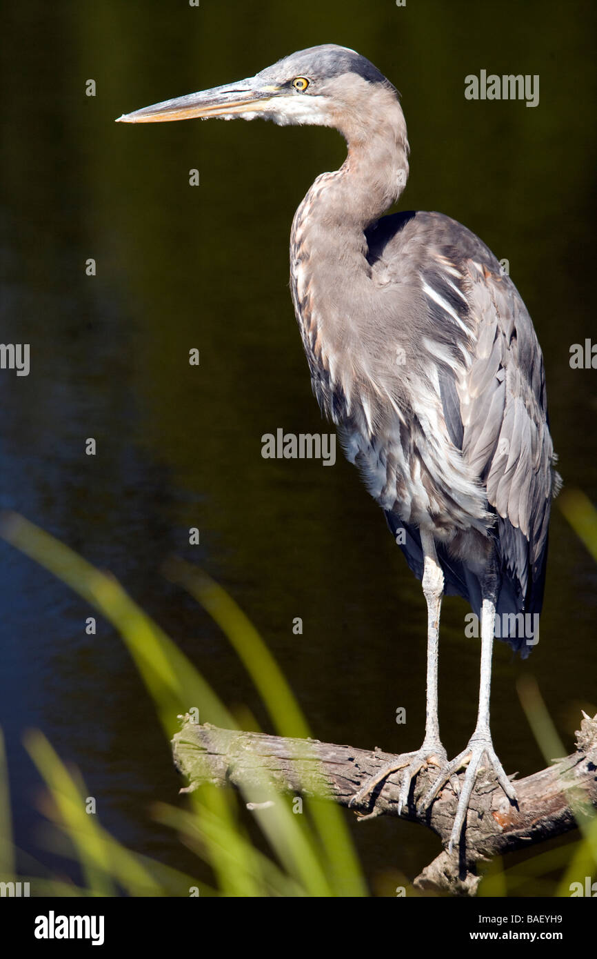 Canada heron hi-res stock photography and images - Alamy