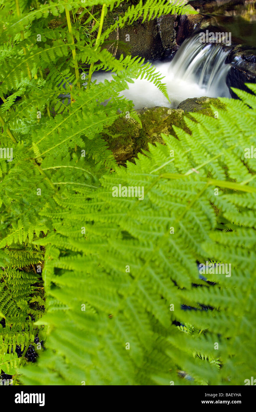 Small waterfall through ferns - Bowen Island - British Columbia, Canada ...