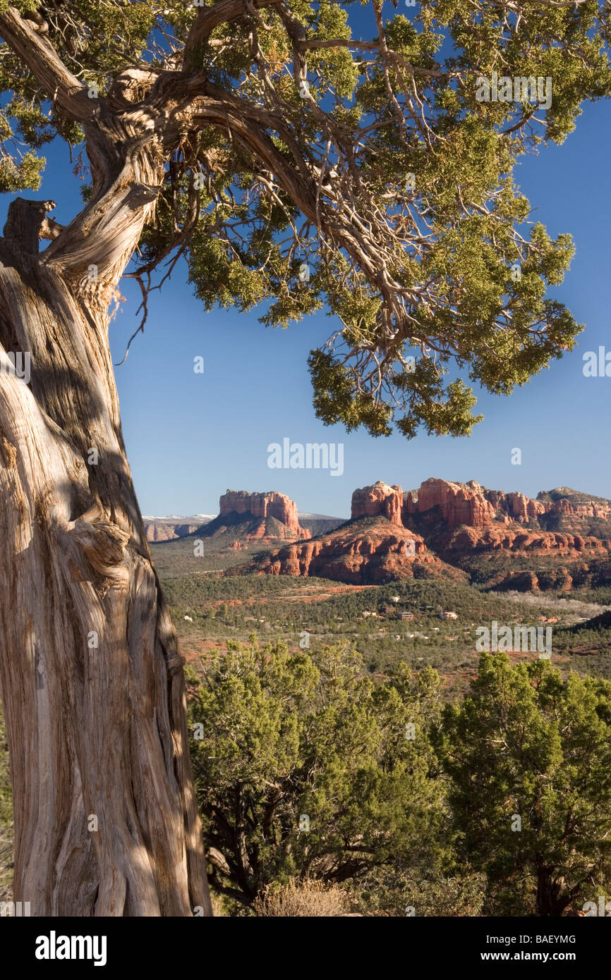 View of Cathedral Rock framed by tree - Sedona, Arizona Stock Photo - Alamy