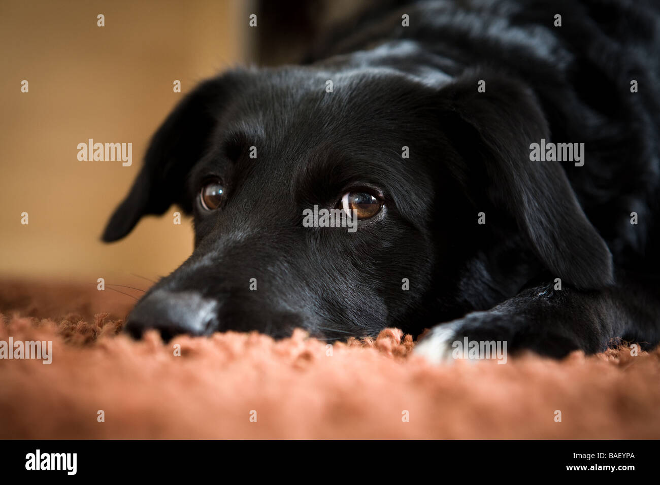 What Was The Dogs Name In The Meg