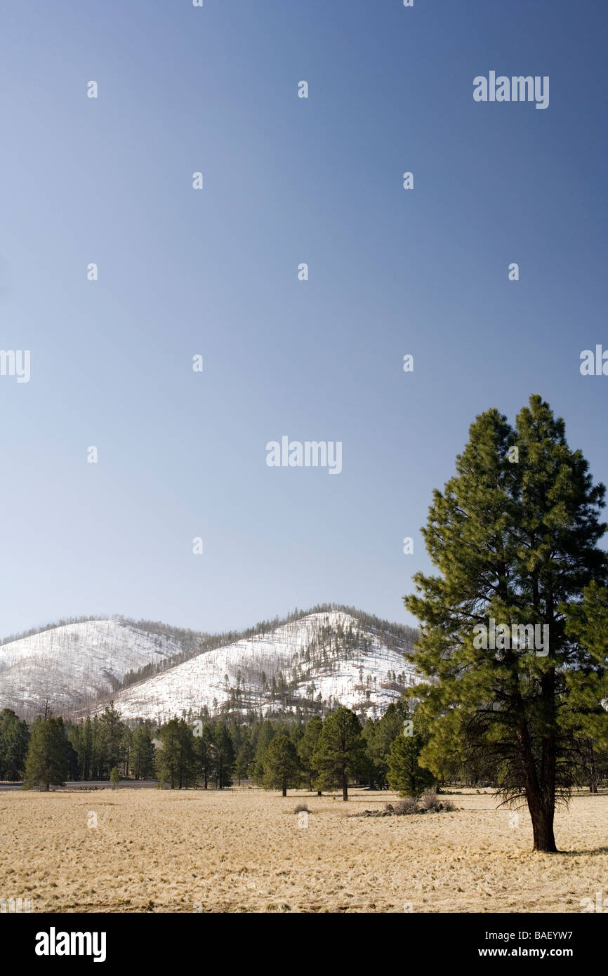 Flagstaff arizona road hi-res stock photography and images - Alamy
