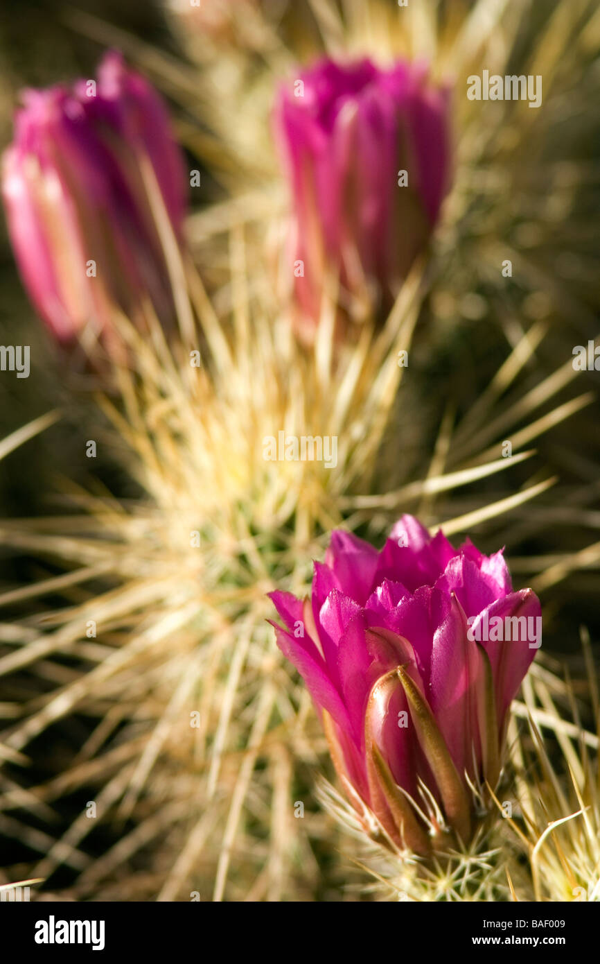 Flowering Cactus - Desert Botanical Gardens - Phoenix, Arizona Stock ...