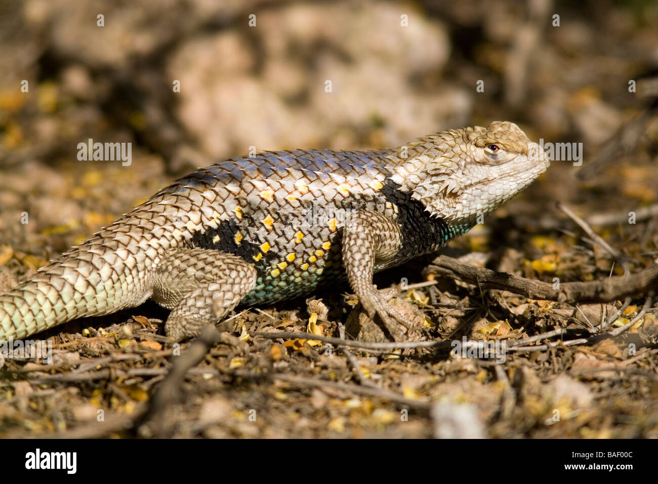 Desert Spiny Lizard - Desert Botanical Gardens - Phoenix, Arizona Stock ...