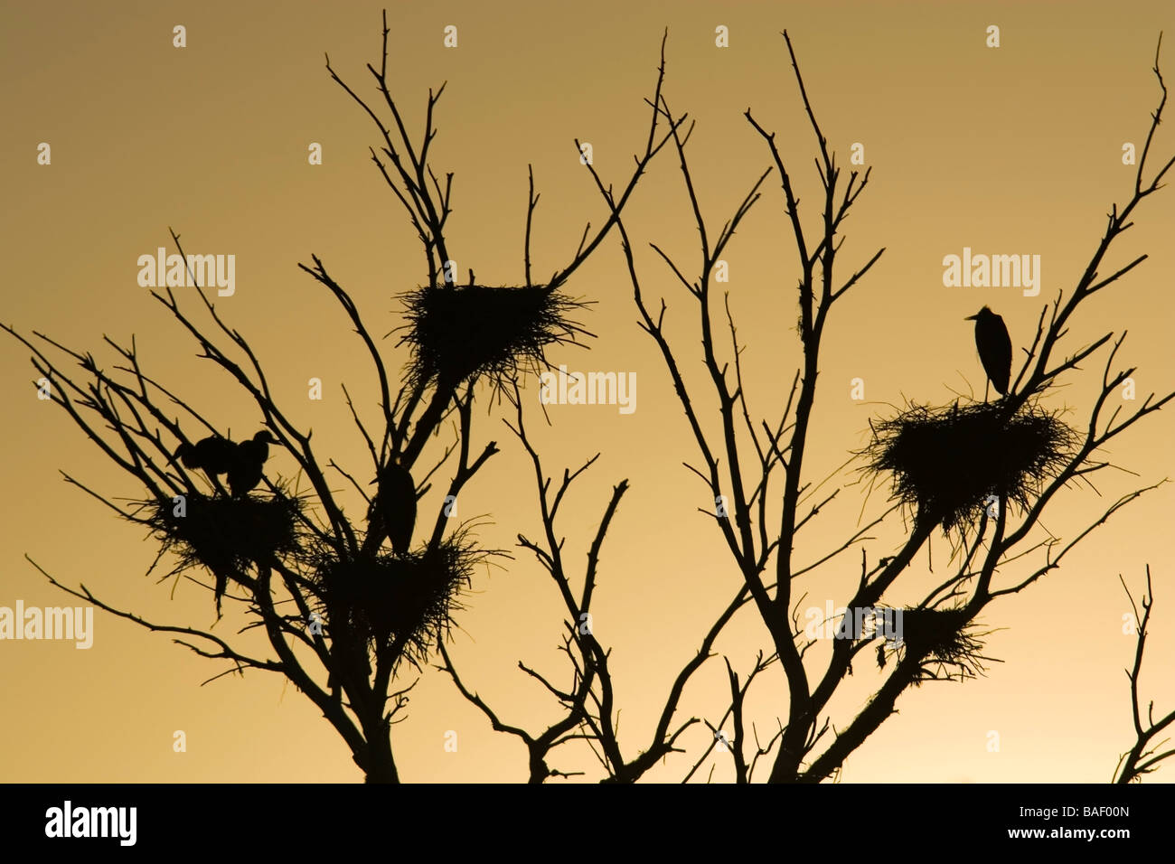 Birds nesting - Tres Rios Wetlands - Phoenix, Arizona Stock Photo - Alamy