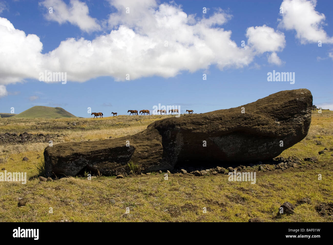 Fallen Moai with horses - Easter Island, Chile Stock Photo - Alamy