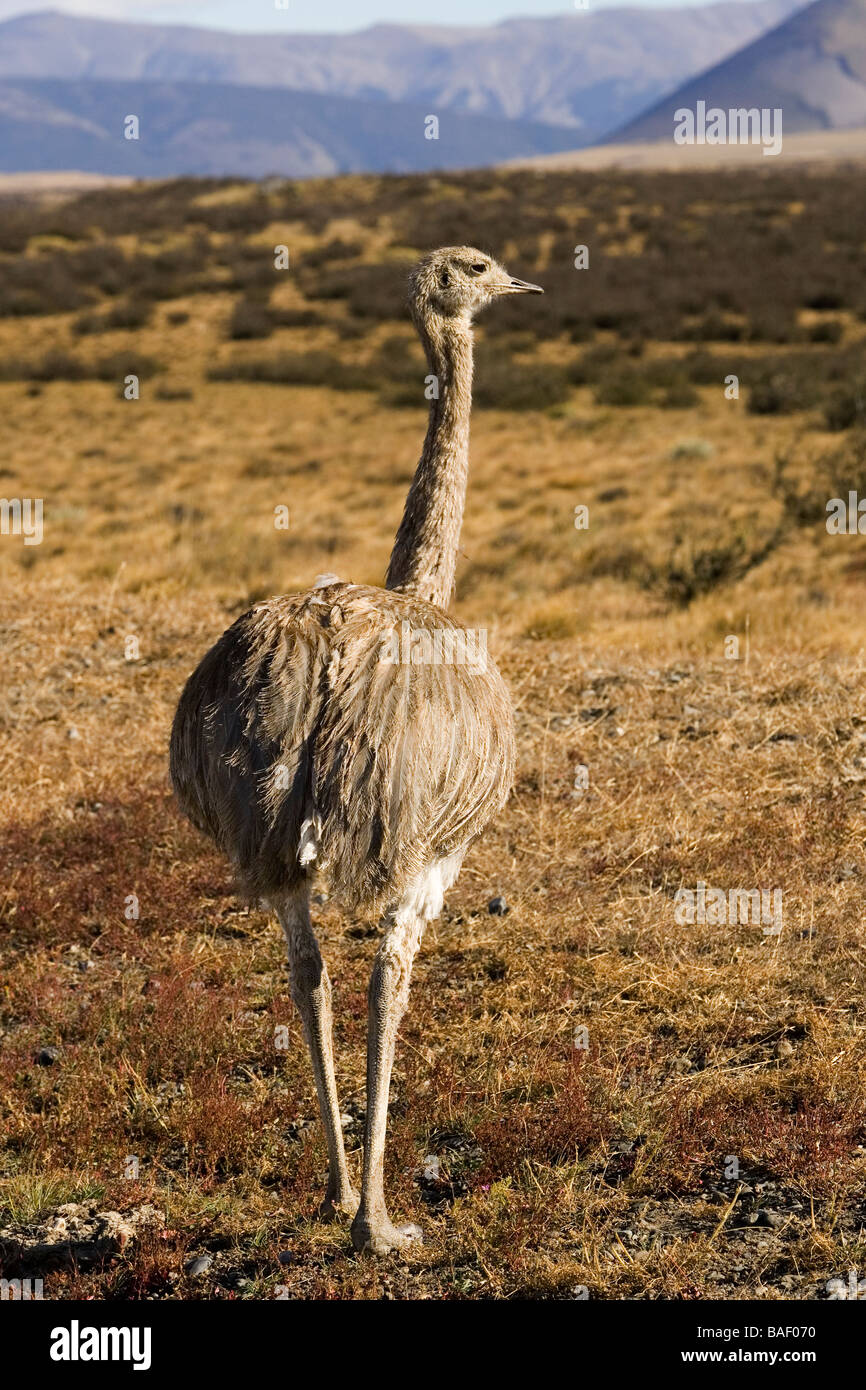 Lesser Rhea Chile Stock Photos & Lesser Rhea Chile Stock Images - Alamy