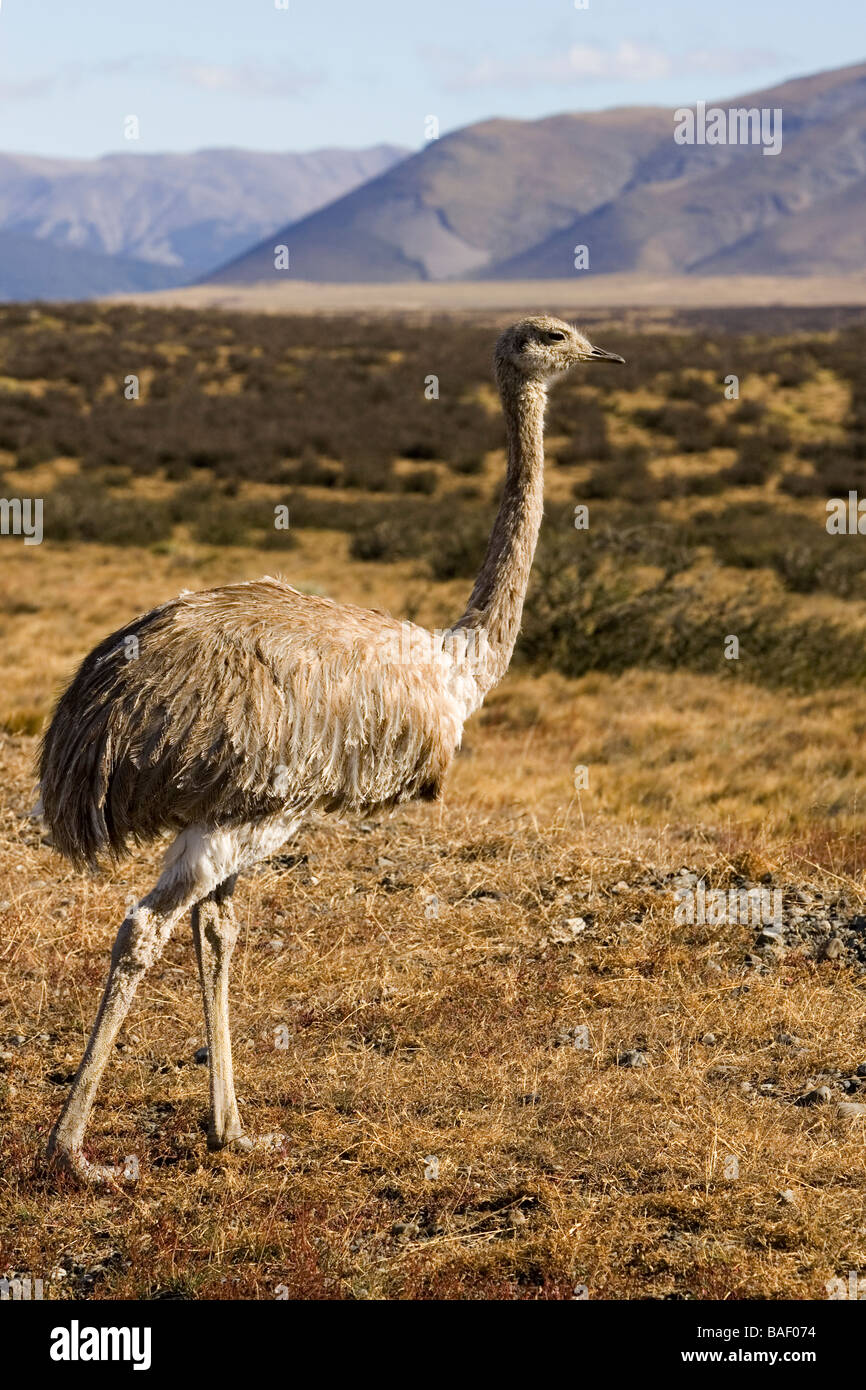 Lesser Rhea - Torres Del Paine National Park - Patagonia region, Chile ...
