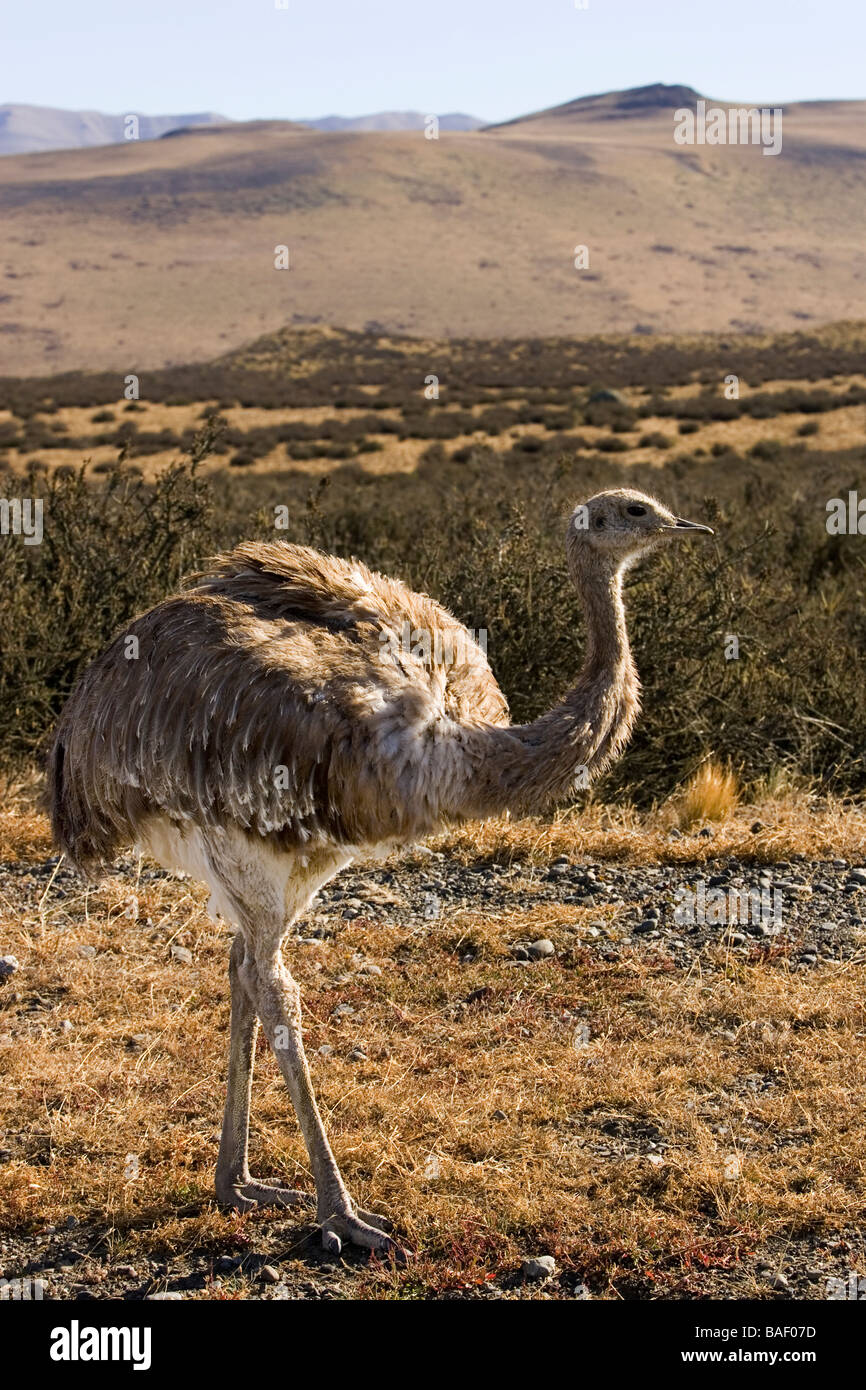 Lesser Rhea - Torres Del Paine National Park - Patagonia region, Chile ...