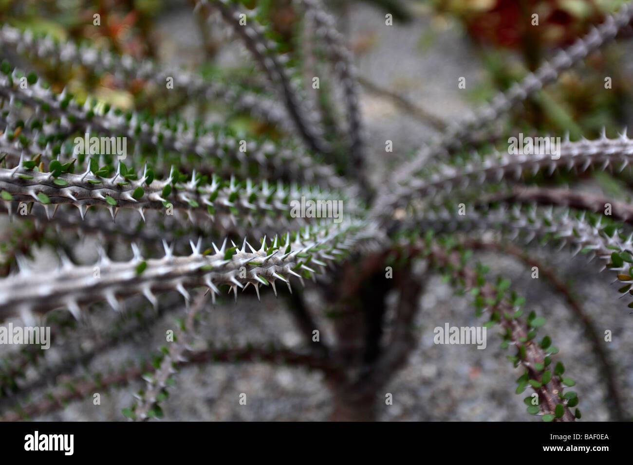 Thorn of cactus Stock Photo - Alamy