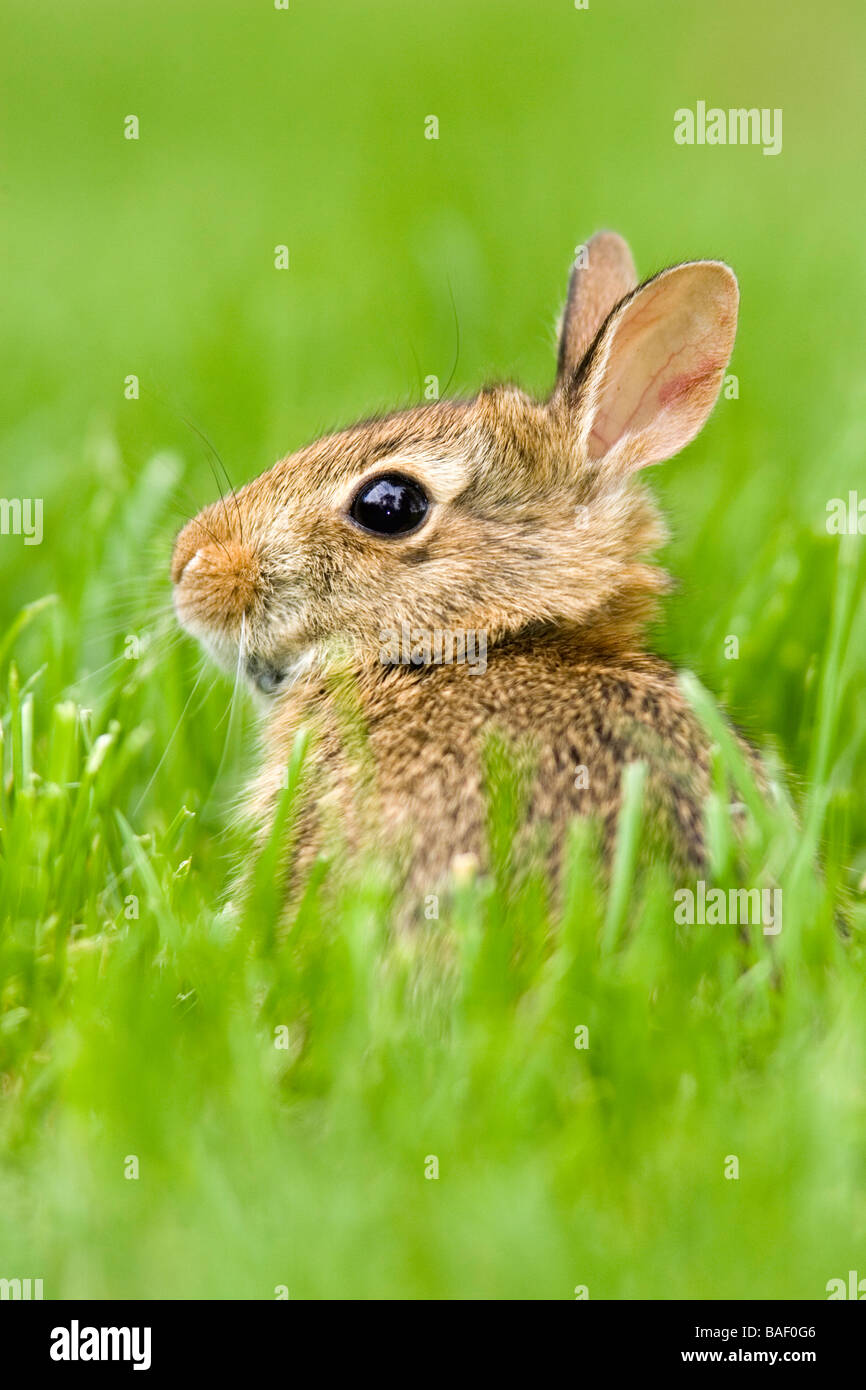 Rabbit in green grass - Cheam Lake Wetlands Regional Park - Chilliwack ...