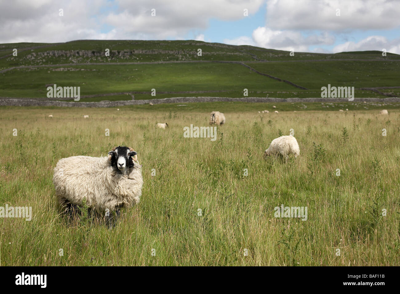 sheep in countryside Stock Photo - Alamy