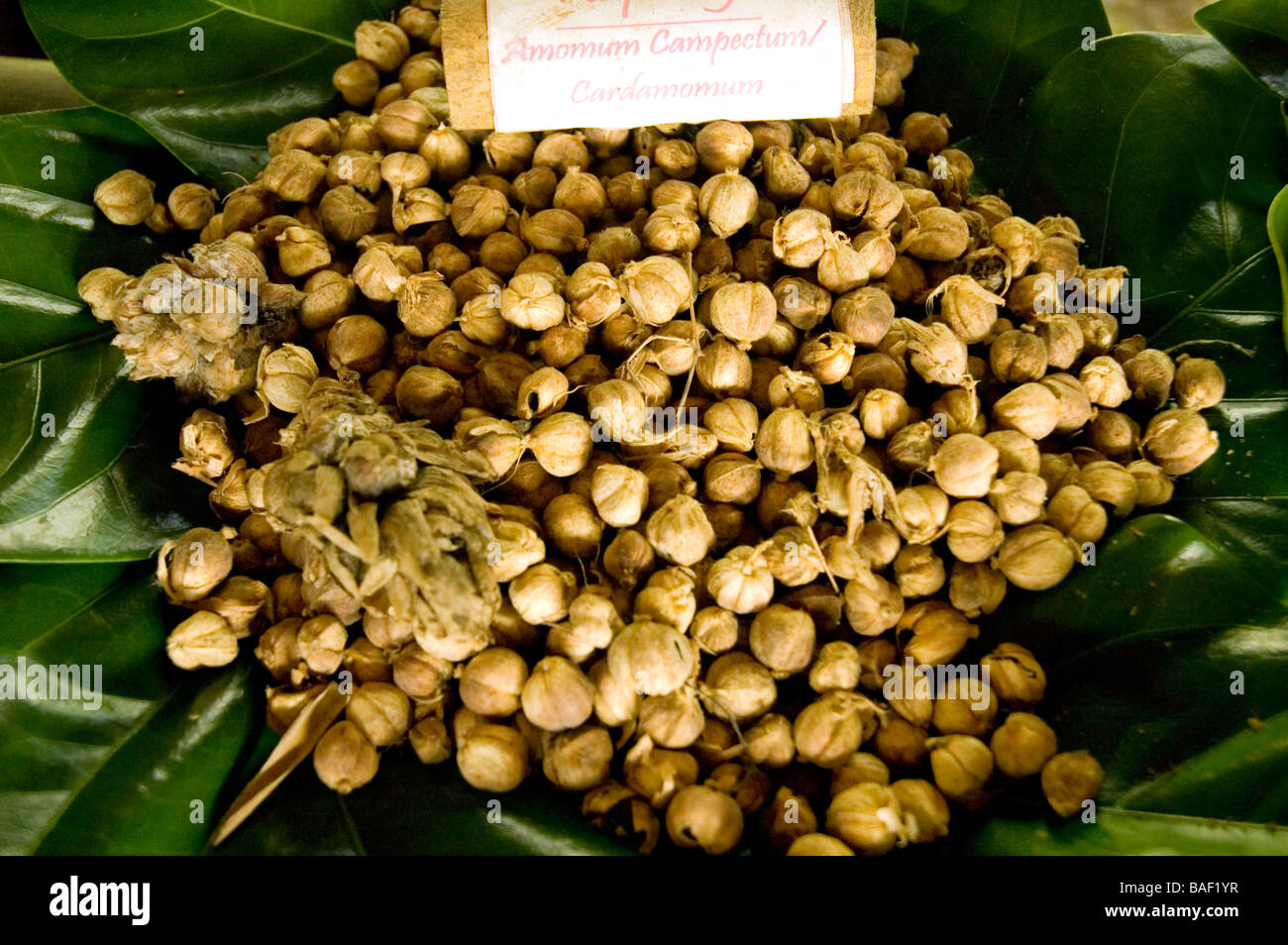 Cardamom harvest hi-res stock photography and images - Alamy