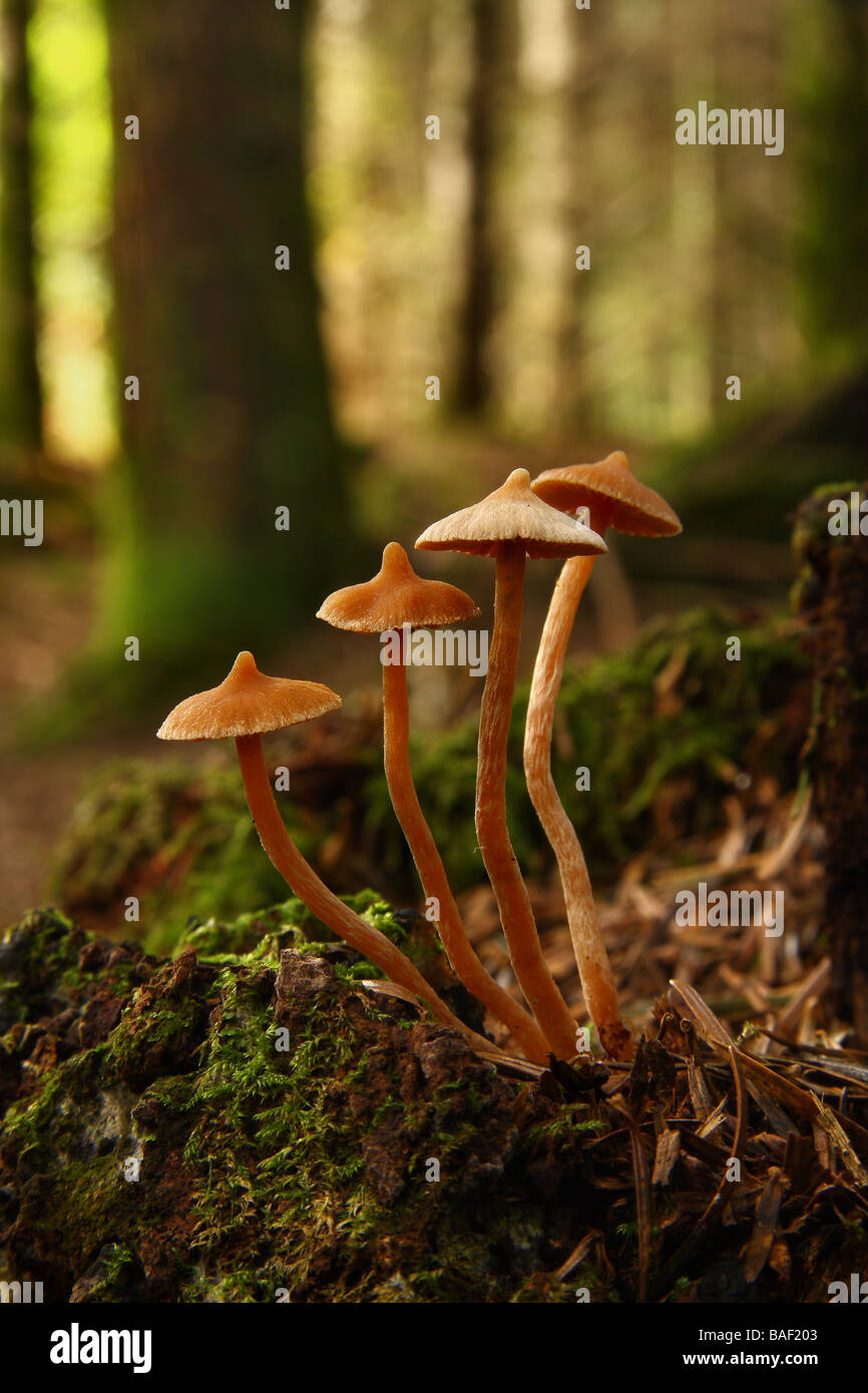 Four tall fungi growing on an old tree stump in woodland Limousin ...