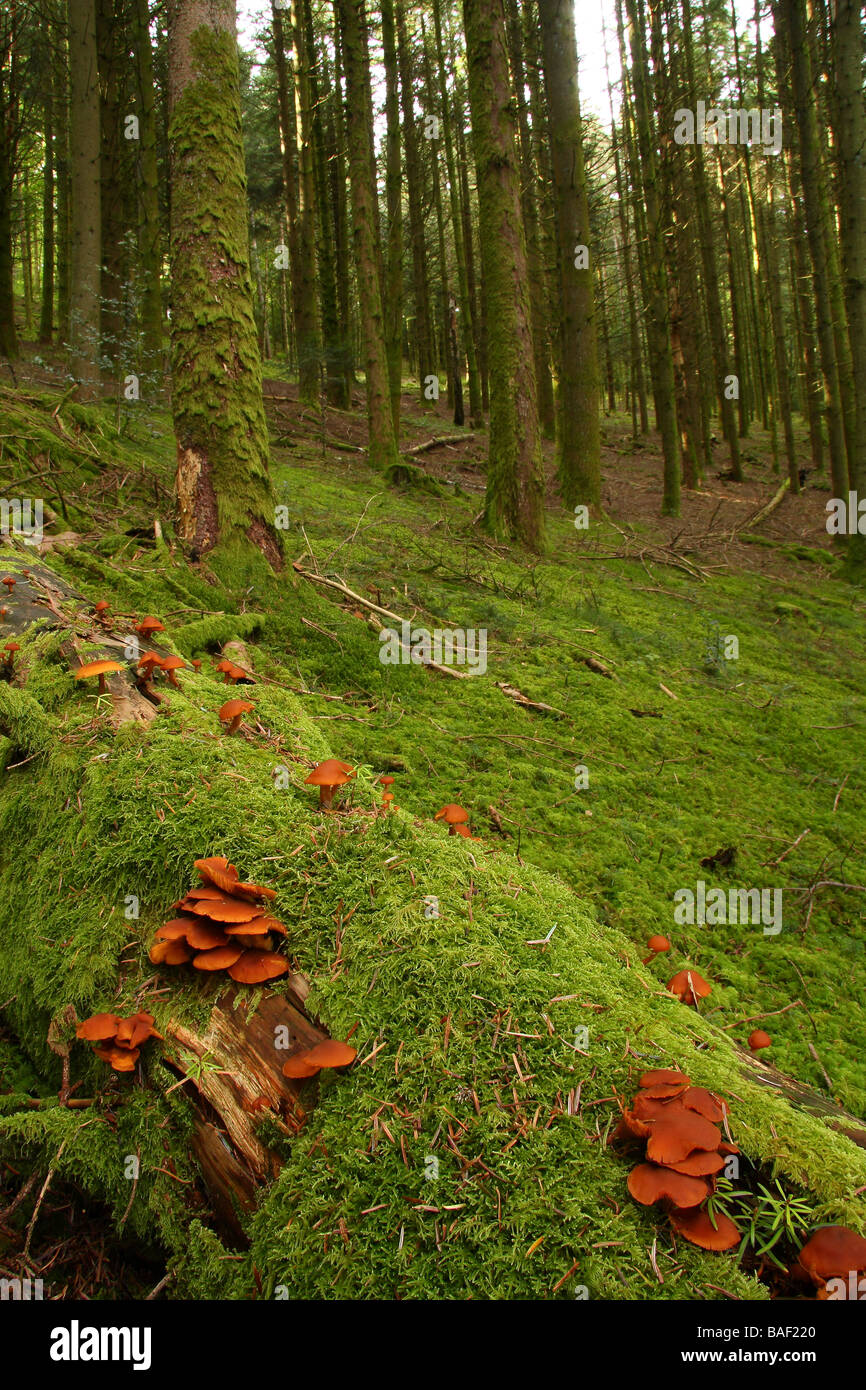 Several clumps of Galerina mutabilis fungi growing on a fallen tree ...