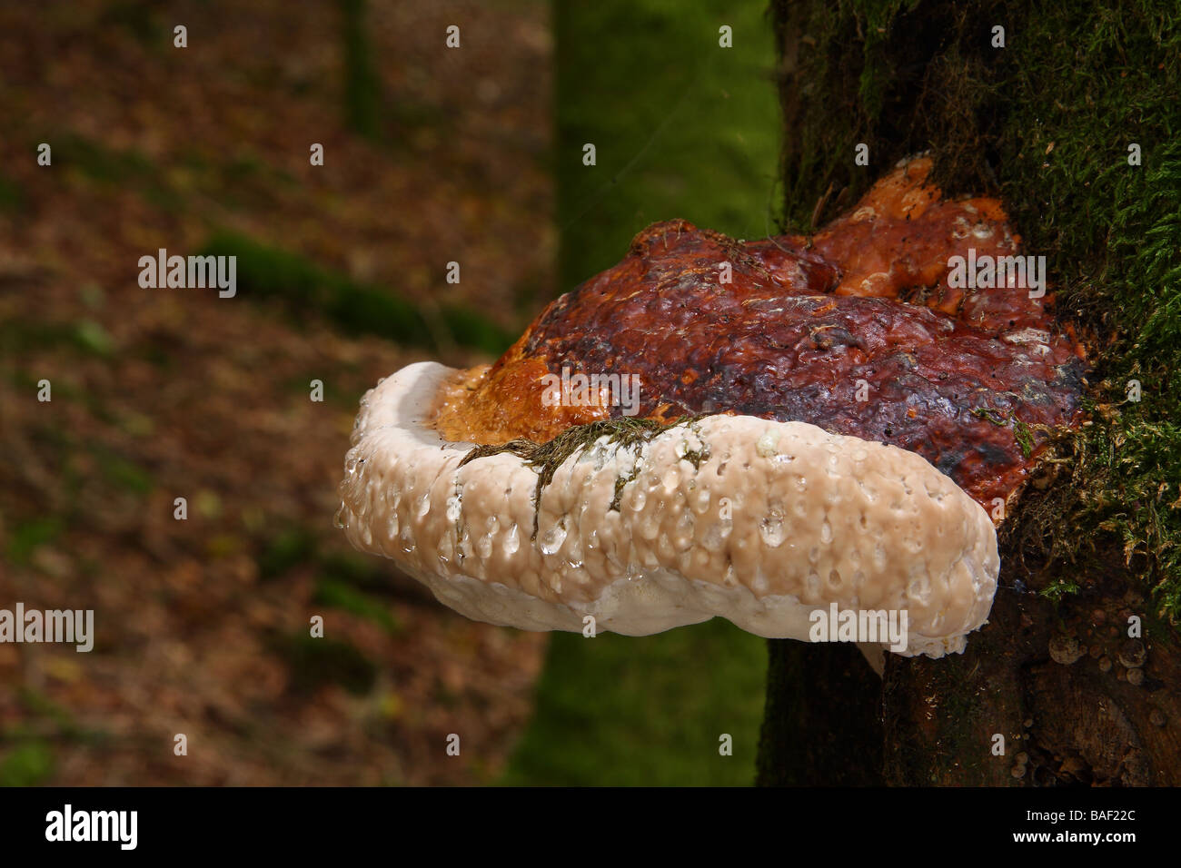 A large and beautiful Fomitopsis pinicola bracket fungus on a Pine tree ...