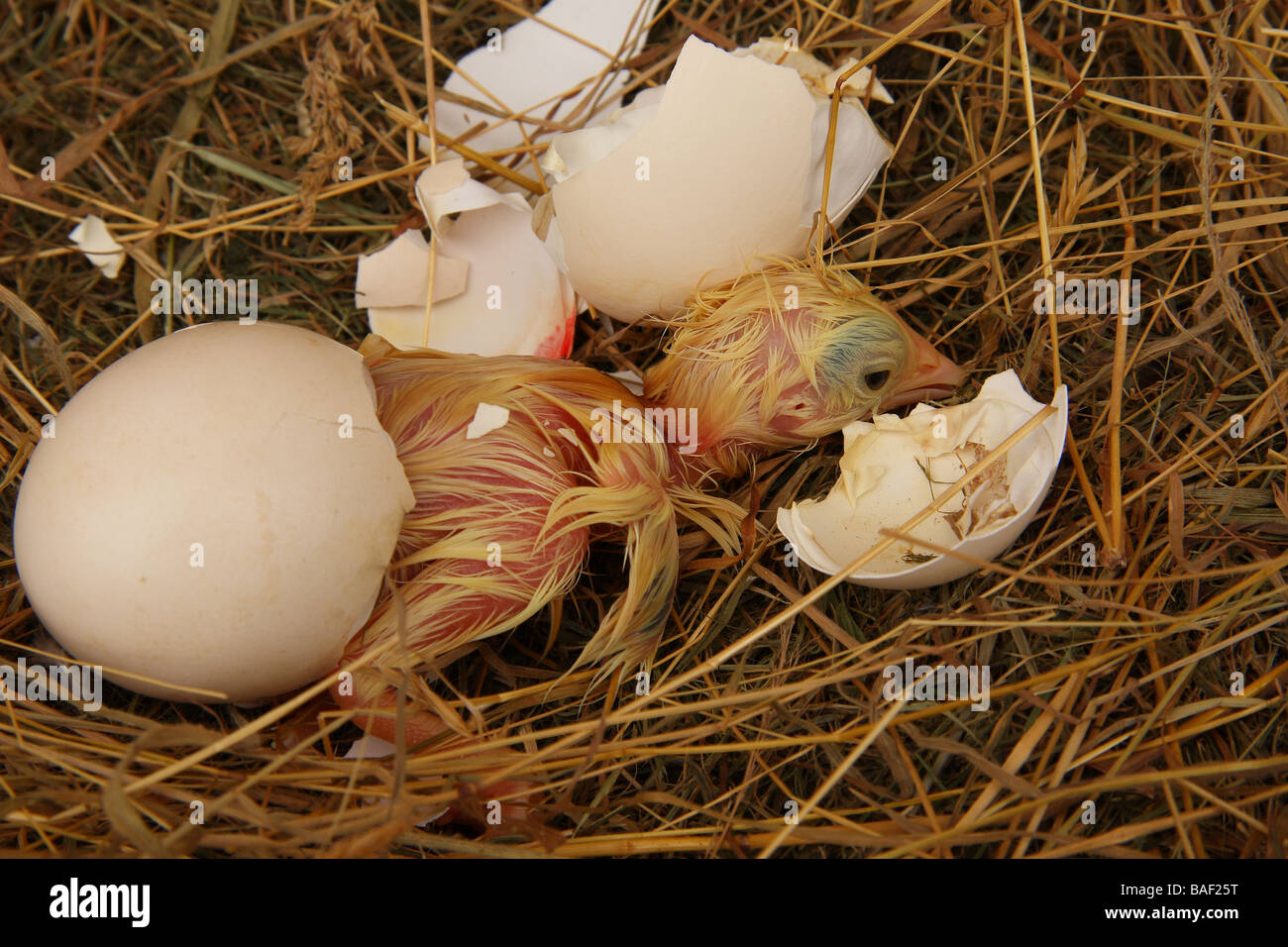 Hatched Chicken Egg Nest High Resolution Stock Photography and Images ...