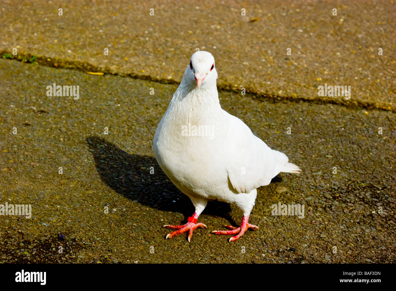 Pigeon Feet