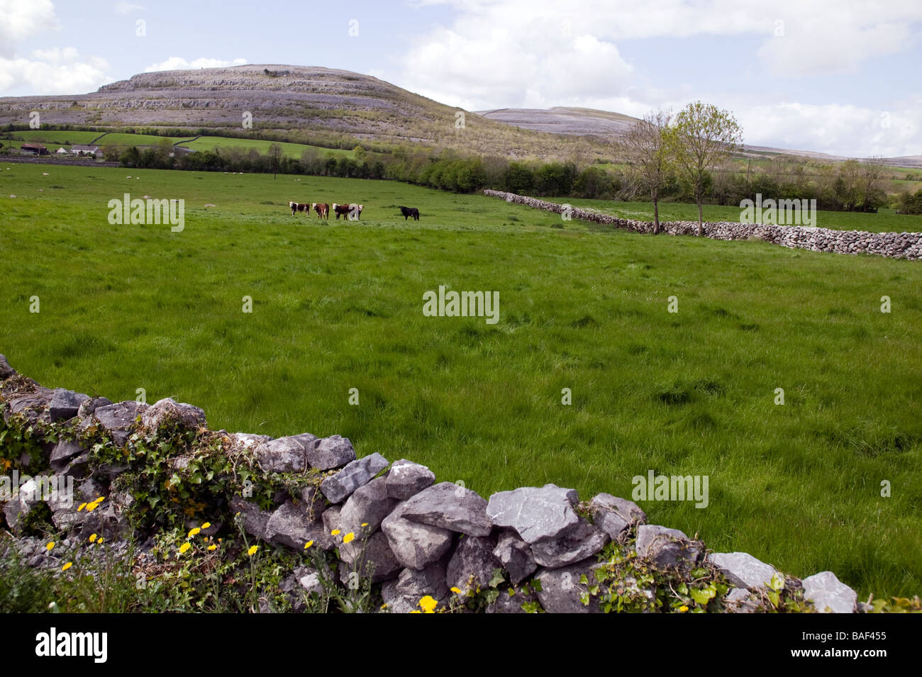 Burren ireland cows hi-res stock photography and images - Alamy