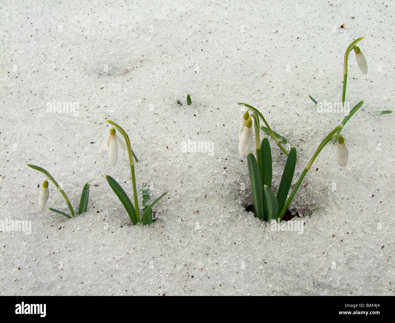 Common snowdrop ( Galanthus nivalis ) in snow Stock Photo - Alamy