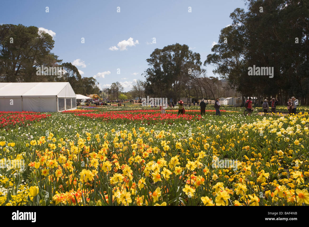 Red yellow flowering bulbs, Commonwealth park, Canberra, Australian ...