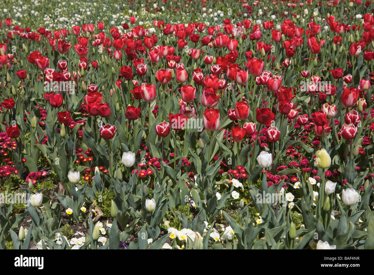 Red white flowering bulbs, Commonwealth park, Canberra, Australian ...