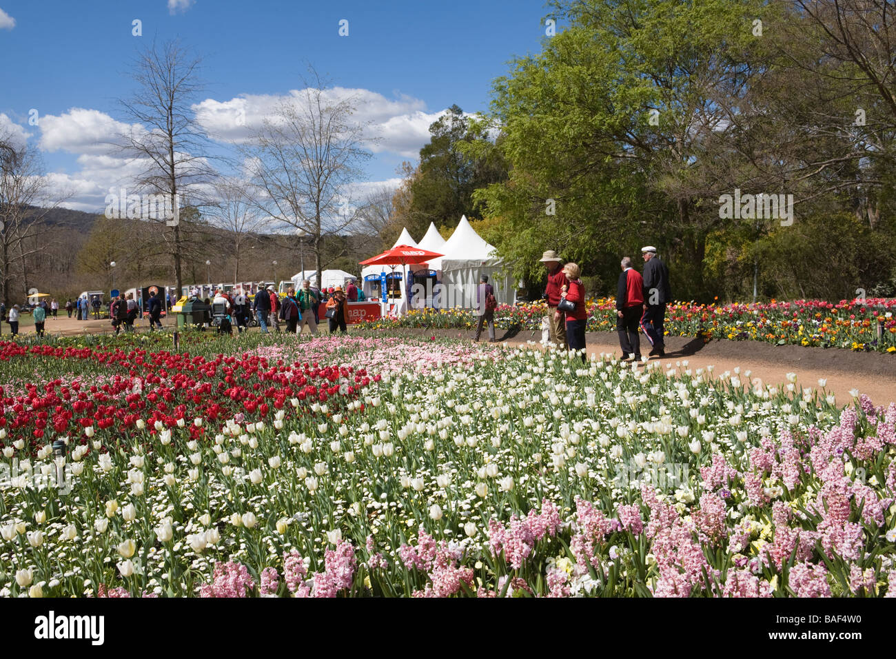 Hyacinth and tulips floral spectacular, Commonwealth park, Canberra ...