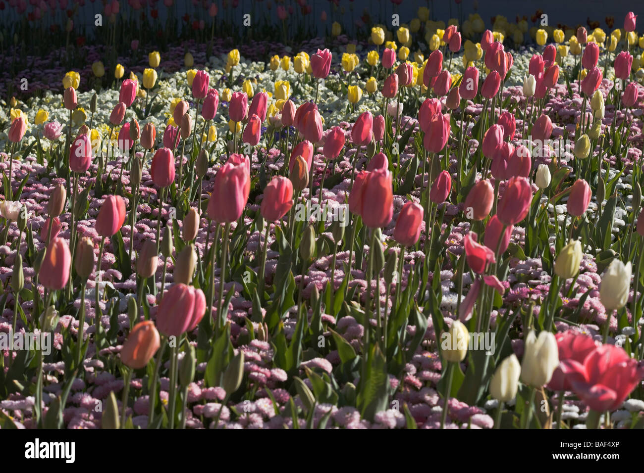 Canberra flowers floriade hi-res stock photography and images - Alamy