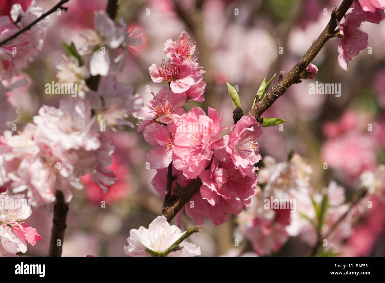 Flowering peach tree branch, Sydney, Australia Stock Photo - Alamy