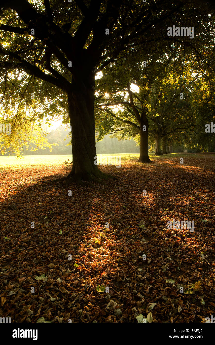 Trees, Abington Park, Northampton, Northamptonshire, England, UK Stock ...