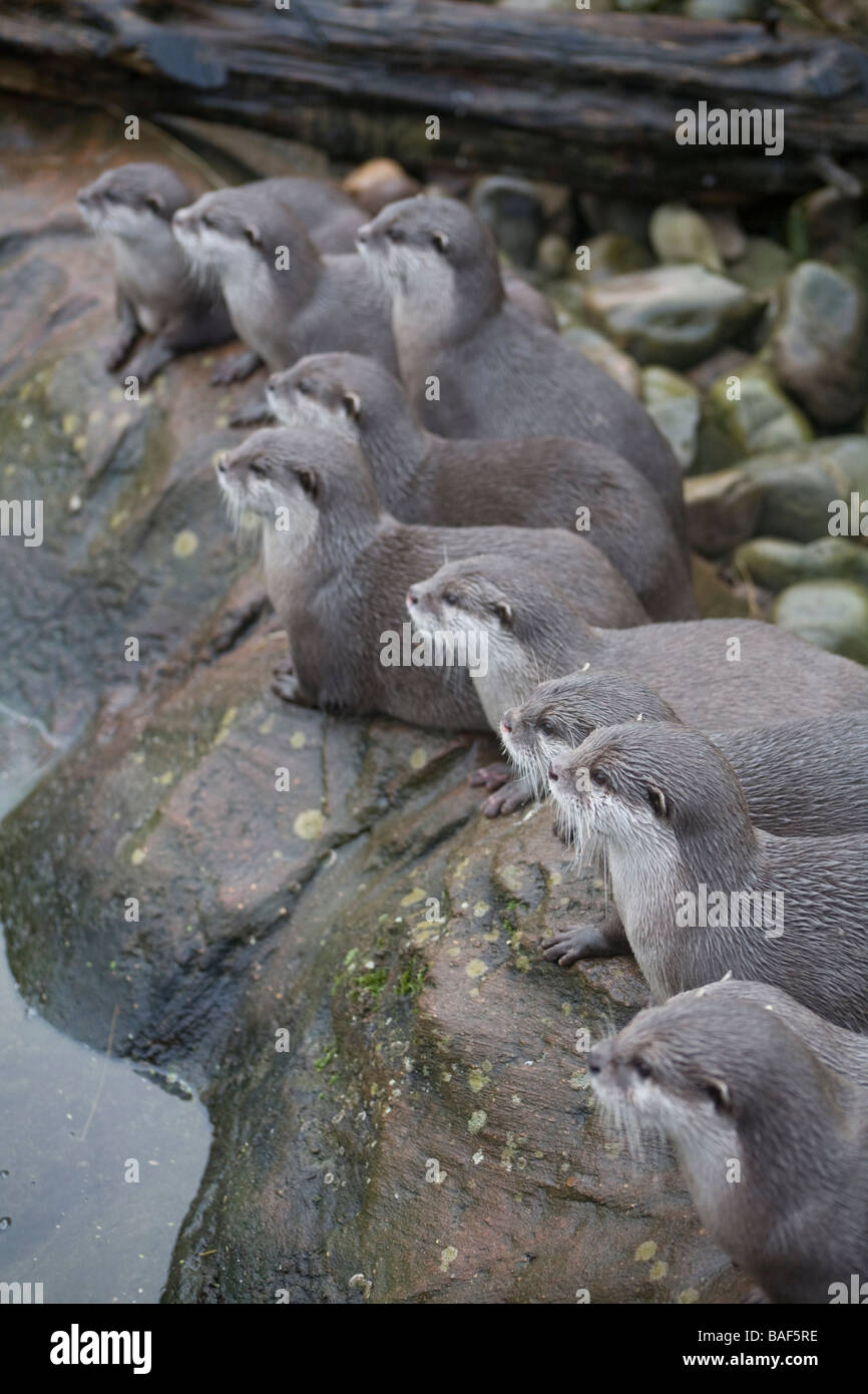 Otters pool zoo hi-res stock photography and images - Alamy