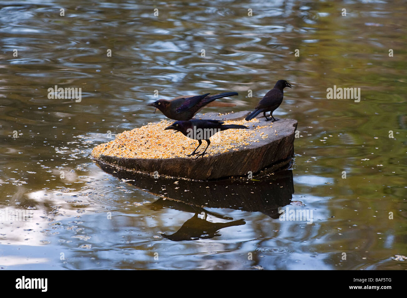 Birds defending food hi-res stock photography and images - Alamy
