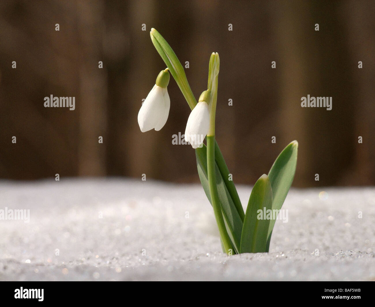 Common snowdrop ( Galanthus nivalis ) in snow Stock Photo - Alamy
