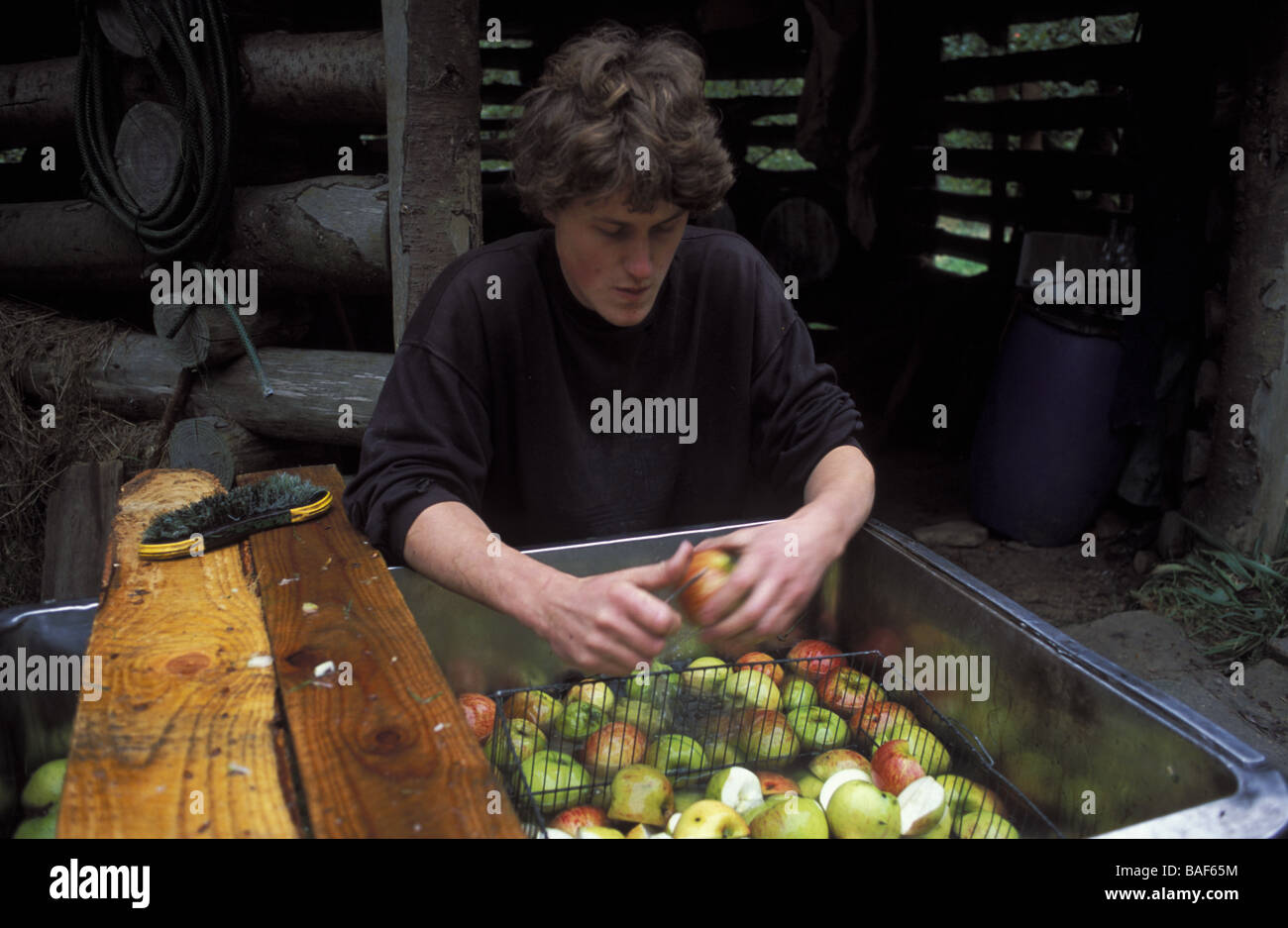 Ollie cutting Bramley apples for crushing into apple juice Tinker s ...