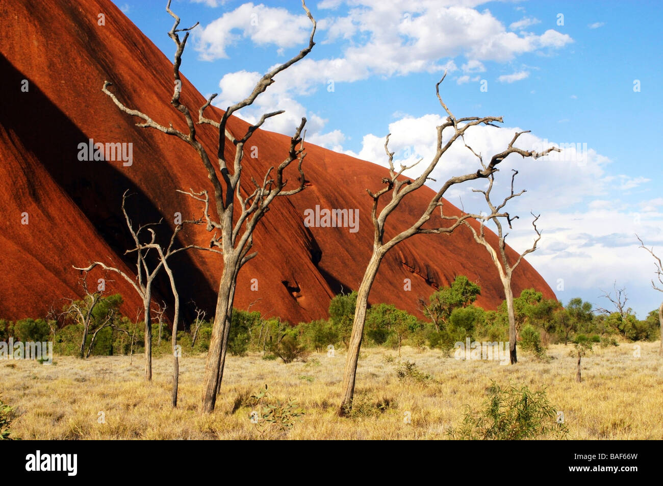 Trees at Uluru, Ayers Rock, Australia Stock Photo - Alamy
