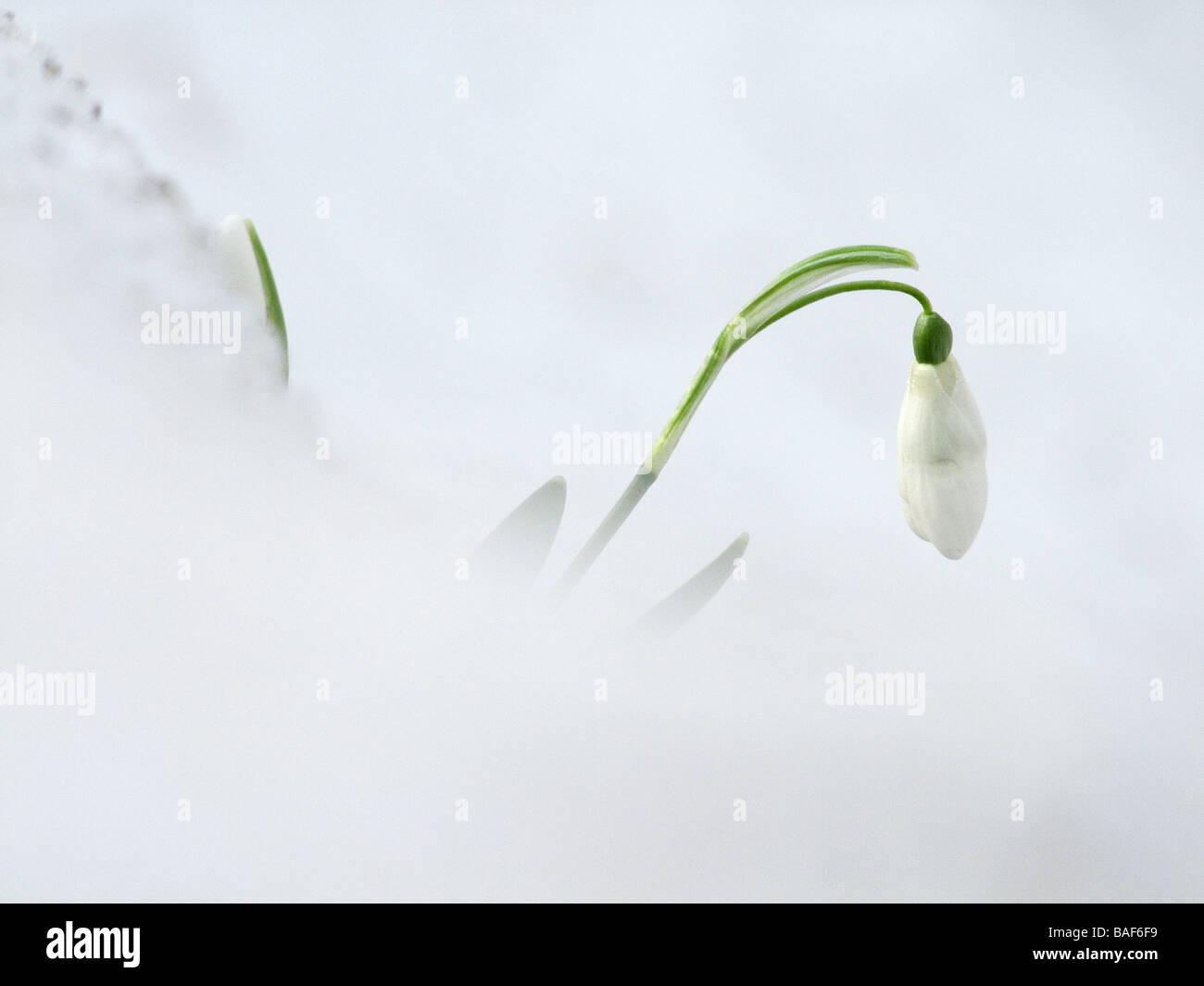 Common snowdrop ( Galanthus nivalis ) in snow Stock Photo - Alamy