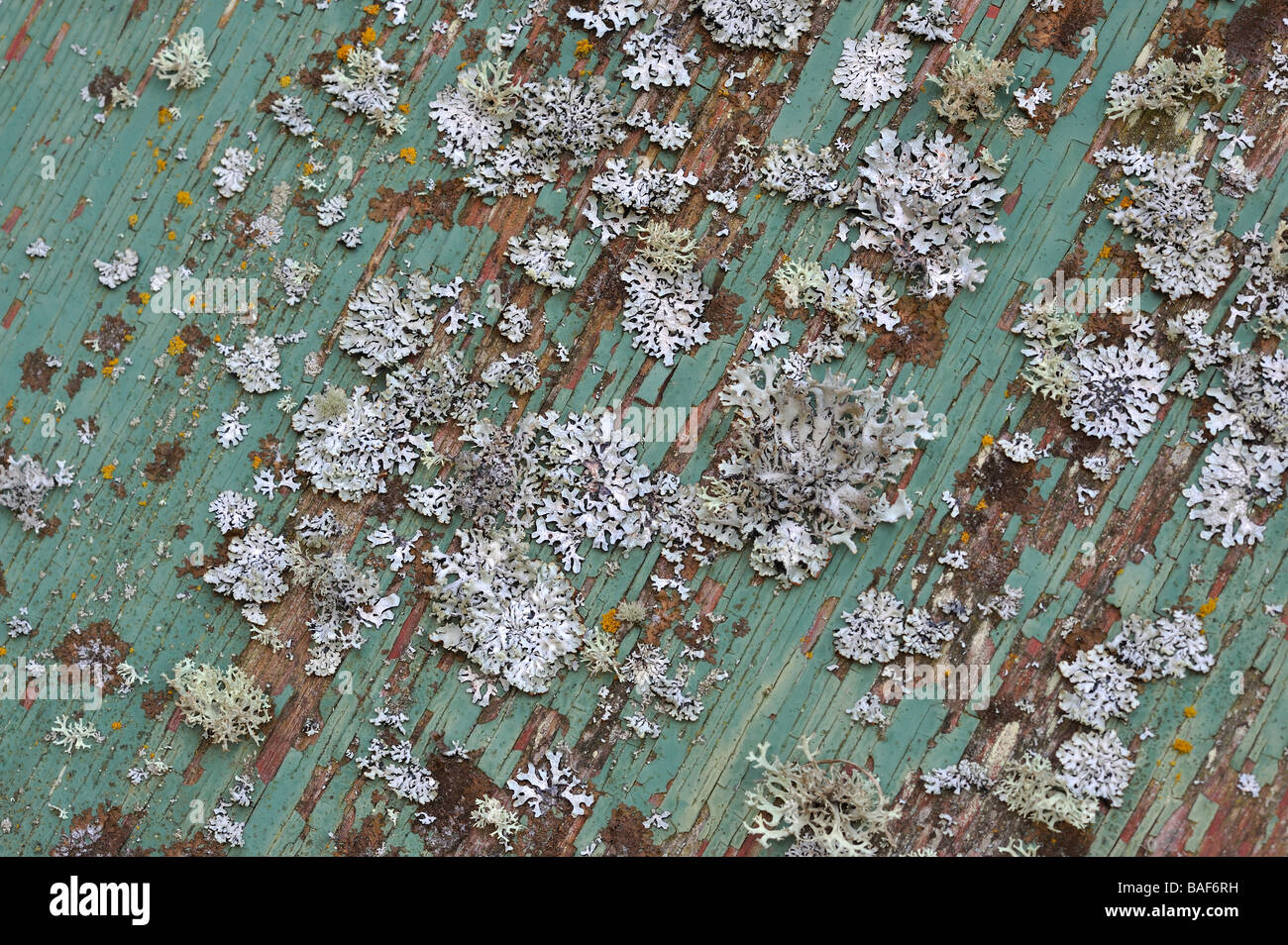 Lichens on old painted surface Stock Photo - Alamy