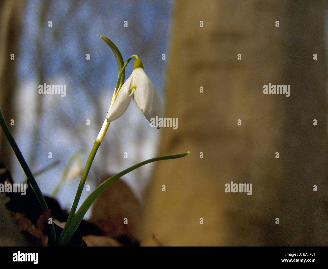 Common snowdrop ( Galanthus nivalis ) in snow Stock Photo - Alamy