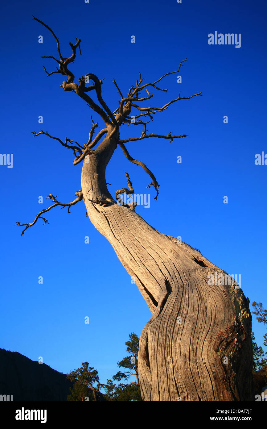 Dry old pine tree in evening light at Måfjell in Nissedal, Telemark ...